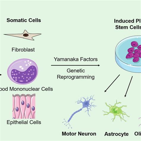 Ipscs Can Be Derived From Patients Somatic Cells And Differentiated In Download Scientific