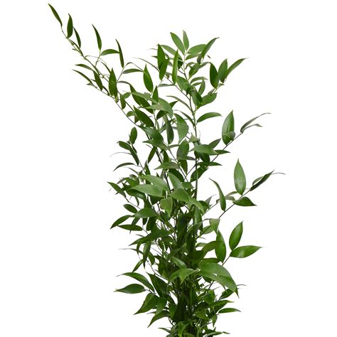 Italian Ruscus My Flower Planner