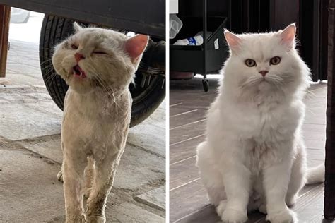 50 Interesting Comparison Images That Help Make Sense Of The Things Around Us New Pics