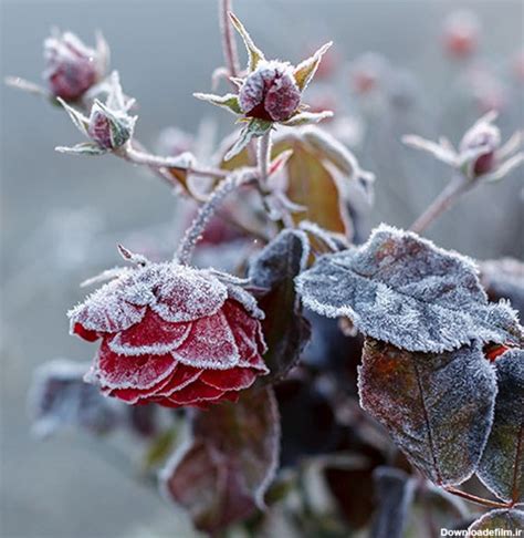 بهترین عکس پروفایل پسرانه شیک