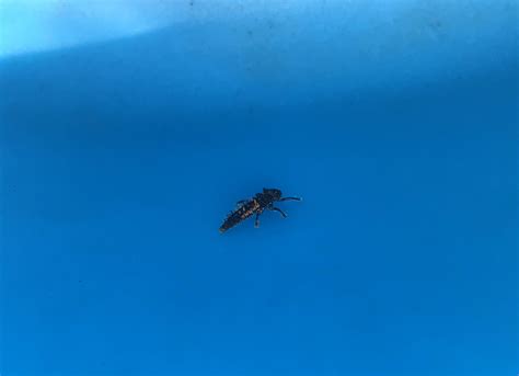 Id Request R Insects