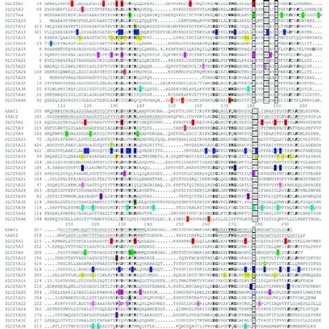 Multiple Sequence Alignment Of Mitochondrial Carriers Showing The