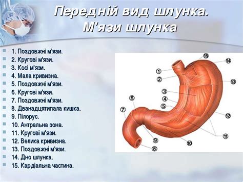 Шлунок презентація з біології