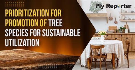 Ply Reporter Latest News On Plywood And Industry Insights