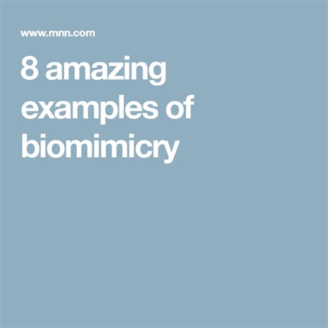 Amazing Examples Of Biomimicry Biomimicry Examples Amazing Example