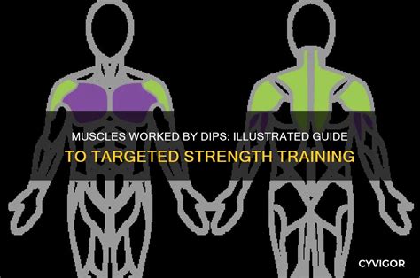 Muscles Worked By Dips Illustrated Guide To Targeted Strength Training