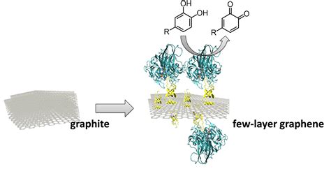 From Graphite To Laccase Biofunctionalized Few Layer Graphene A One