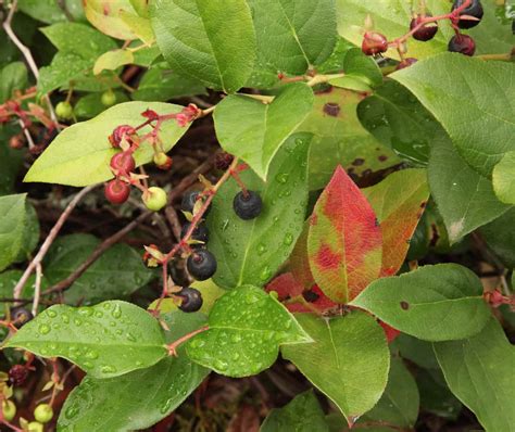 Bc Native Plants A Guide To Gardening With Indigenous Flora Figaros