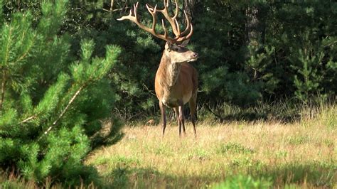 Natuurfilm In De Dorpskerk Van Vaassen Vaassen Actief