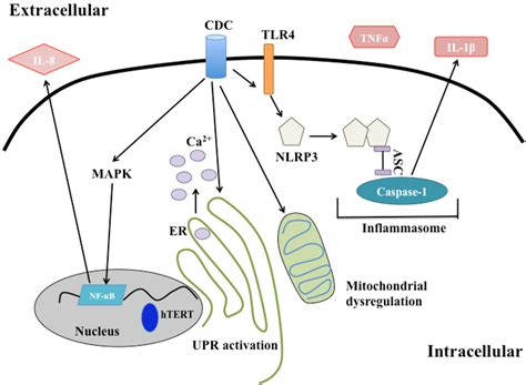 Toxins Special Issue Pore Forming Toxins