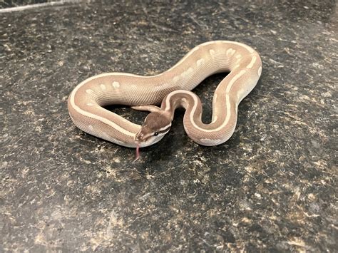 Mystic Potion Ball Python By Sharpe Scale Exotics Morphmarket