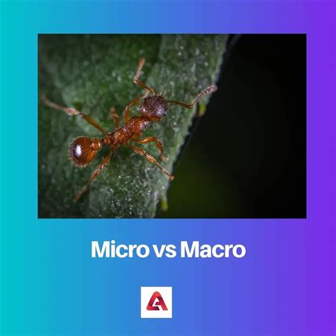 Micro Vs Macro Difference And Comparison