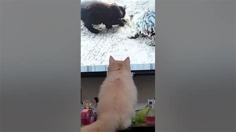 Its My Tv Time Youtube