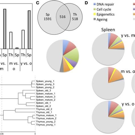 Cluster Analysis And Functional Classification Of Gene Expression