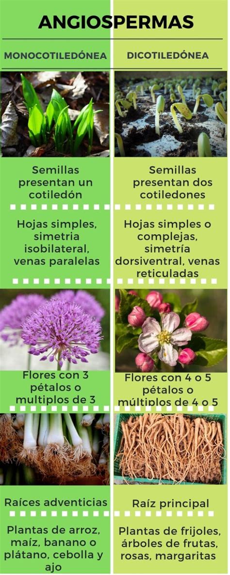 Diferencia Entre Monocotiledóneas Y Dicotiledóneas Pediaexpertos