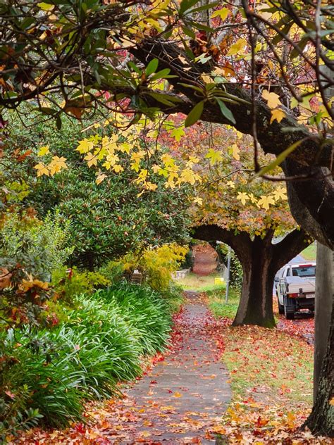 Kewei Zhang On Linkedin Autumn Colors In Blackheath Nsw