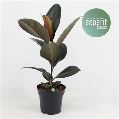 Product Ficus El Abidjan T17 H050 - Heyl