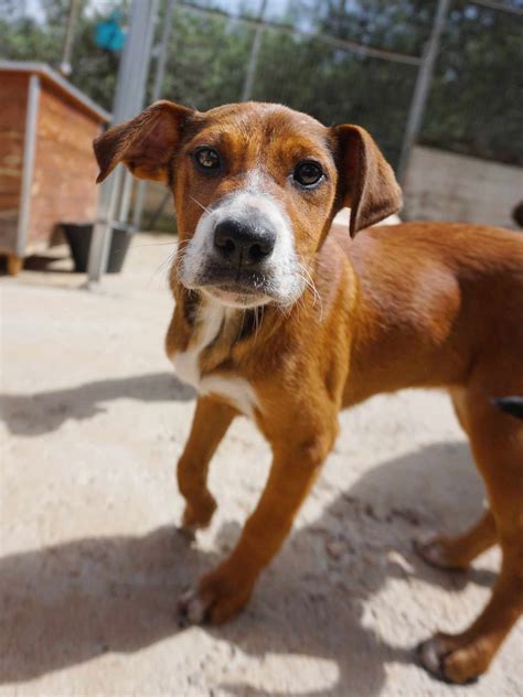 Afroditi Adopted The Souda Shelter