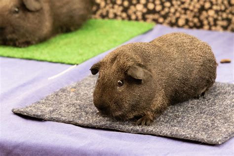 Breeds Cavy Council Of Victoria