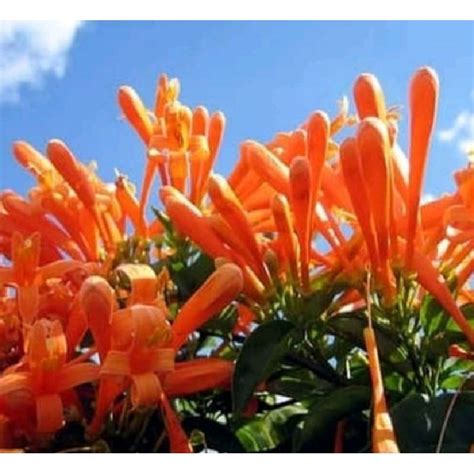 Jual Bunga Rambat Flame Vine Shopee Indonesia