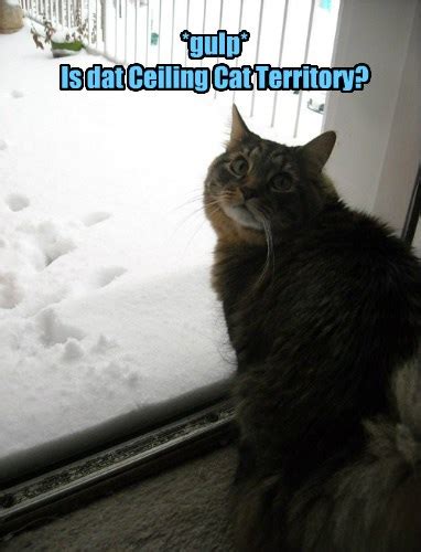 Lolcats Ceiling Cat Page 2 Lol At Funny Cat Memes Funny Cat