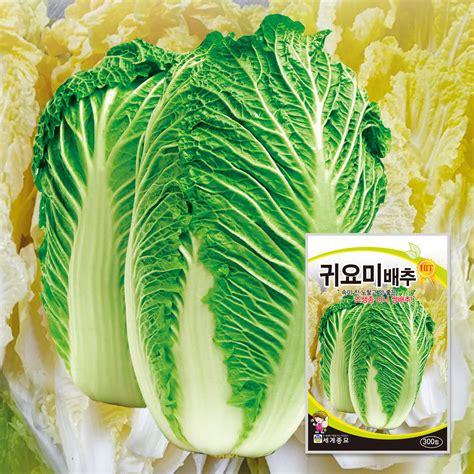 귀요미배추 300립 Worldseed Mall
