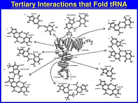 Ppt Introduction To The Rna Folding Problems Powerpoint Presentation Id 1785858
