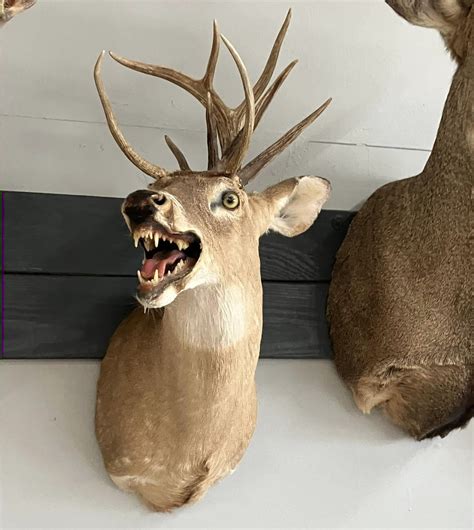 Deer Blank Template Imgflip