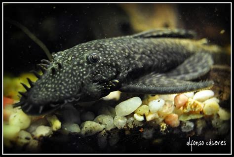 Breeding Bristlenose Plecos With Pictures Keeping Catfish