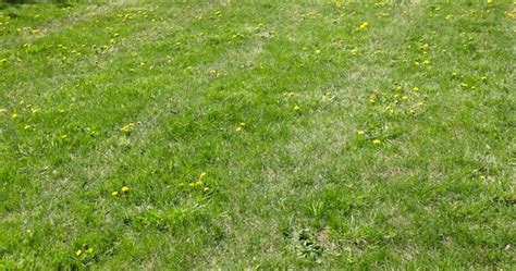 Premium Photo Green Soft Grass In Spring Closeup