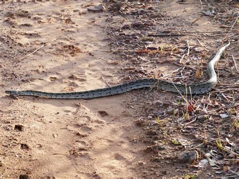 Zimbabwe Lake Kariba African Rock Python Travel2unlimited