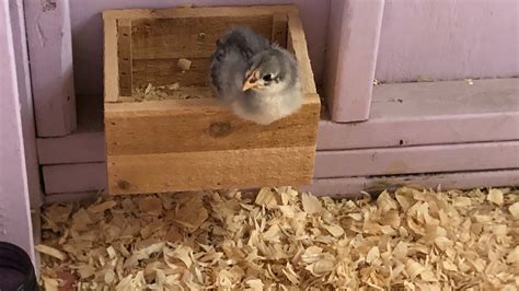 Waterproofing Chicken Coop Sapphire Gem Chickens Playhouse To Coop