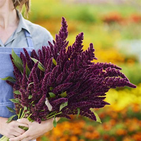Amaranthus Seeds Pygmys Torch Flower Seeds In Packets And Bulk Eden Brothers