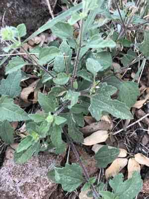 Awnless Bushsunflower Simsia Calva Care Guide Pests Diseases