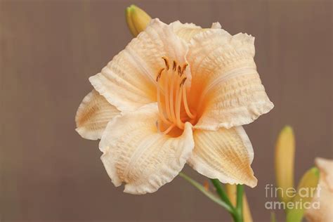 Day Lily (hemerocallis 'bertie Ferris') Flower Photograph by Ann ...