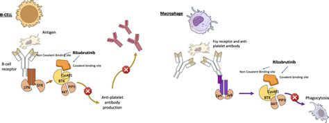 Rilzabrutinib For The Treatment Of Immune Thrombocytopenia Labanca