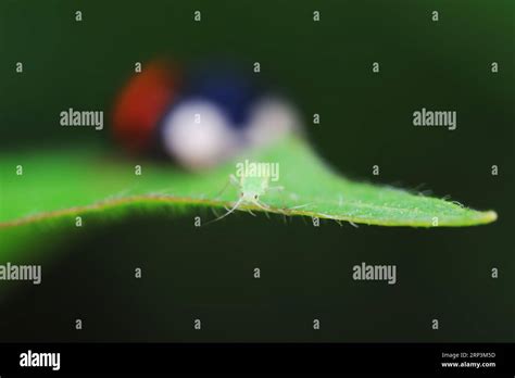 Aphids Crawling In Front Of Predators Dangerous Scene North China