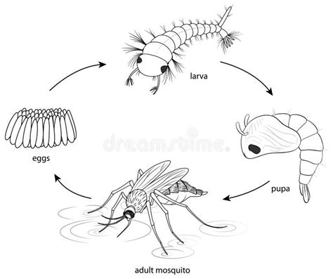 Mosquito Life Cycle Stock Vector Illustration Of Insect 133148158