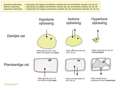 Hypertoon Isotoon Hypotoon Oplossing Celmembraan Dierlijke Cel Celwand