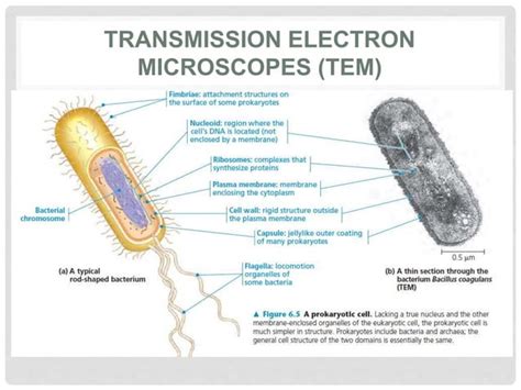 Electron Microscopy Pptx