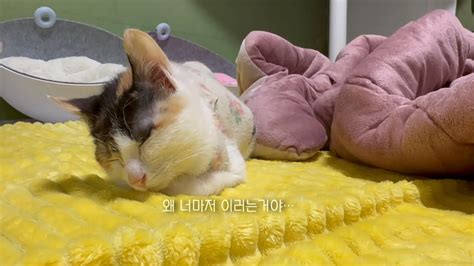 구조된 아기고양이가 많이 아픈것 같다 Youtube