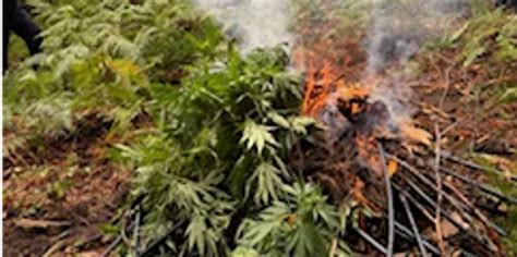 Policia E Kosovës Identifikon Një Lokacion Të Mbjellë Me Bimë Narkotike