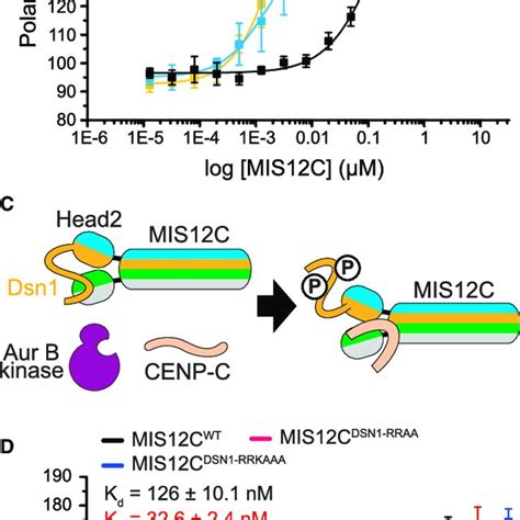 Intramolecular Regulation Of CENP C Binding A Sequence Motifs In DSN Download Scientific