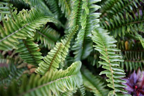 Leaf Drop On Boston Fern Reasons For Boston Fern Losing Leaves