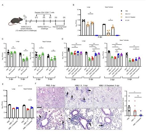 Tissue Resident Memory T Cells Contribute To Protection Against