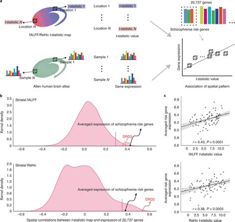 Spatial Correspondence Between Gene Expression And Striatal Download Scientific Diagram