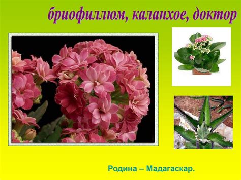 Комнатные растения презентация онлайн