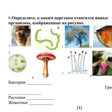 Определите к каким царствам относятся живые организмы изображенные на рисунке Школьные Знания Com