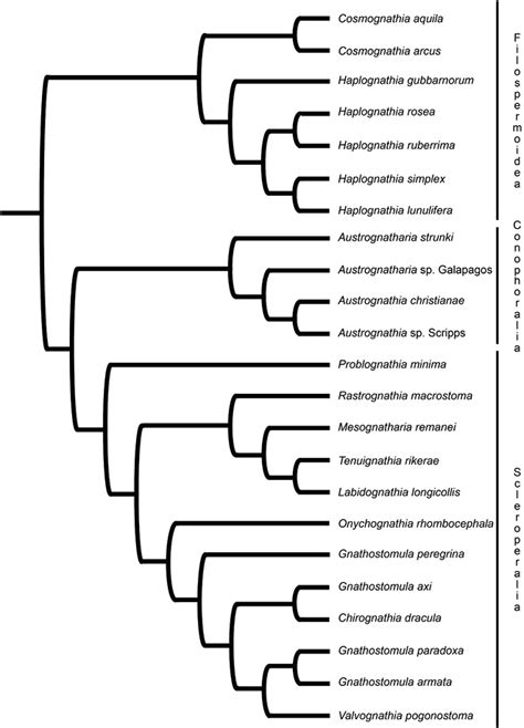 51 Shortest Tree From Analyses Of Sørensen Et Al 2006 Based On Data