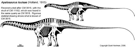 Apatosaurus Fiche Du Dinosaure
